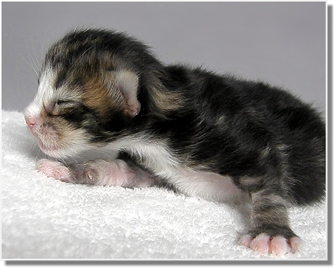 Tamino