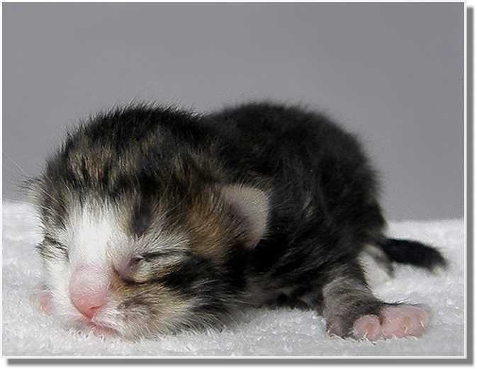 Tamino